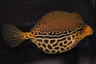 Scribbled Boxfish - Ostracion solorensis